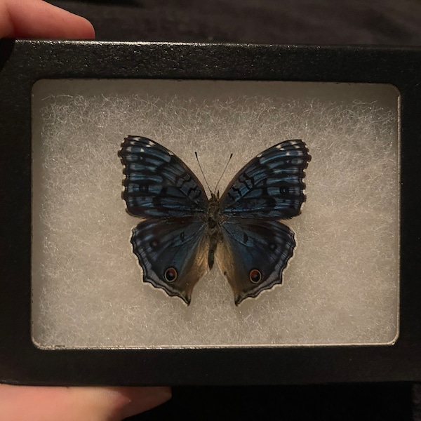 The Blue Buckeye Butterfly, Junonia Rhadama, Unmounted (wings FOLDED ...