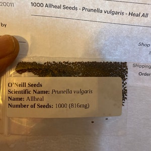 Gardenia Jasminoides Seeds Cape Jasmine Common Gardenia - Etsy