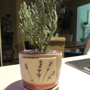 Silene Capensis Silene Undulata Xhosa African Dream Root Plant - Etsy