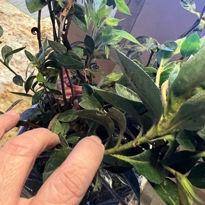 Pink Formosa Azalea, Azalea Plant, Pink Azalea, Azalea Flower, Live ...