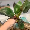 Philodendron Punctata **(ALL Starter Plants Require You to Purchase Any ...
