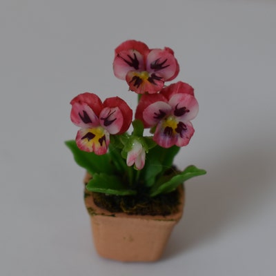 Miniature Pink and White Color Pansy Flower Pot, Mini Flower Pots ...