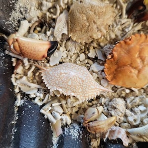 FLORIDA COMMON AUGER Cone Sea Shells 10-100pcs Wedding Craft Beach ...