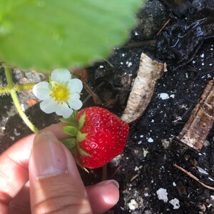50 Mara Des Bois Everbearing Strawberry Plants-Best | Etsy