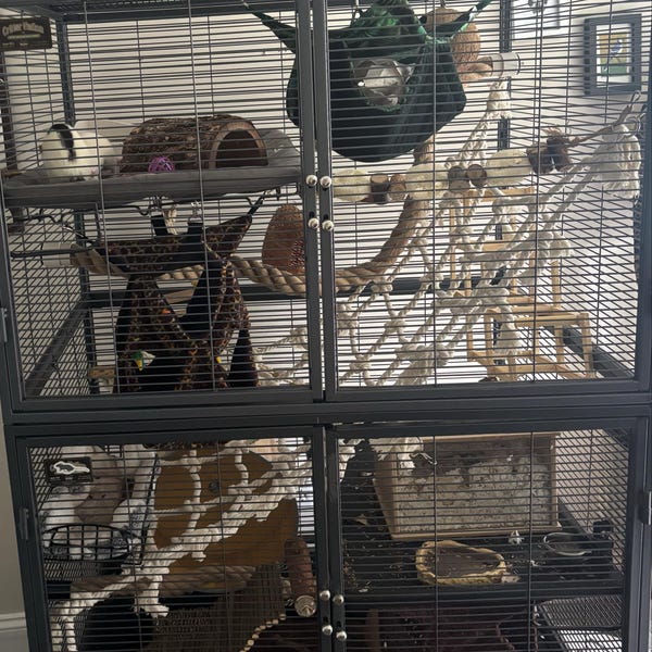 Hazel Hanging Activity Cube Rat Perch - Etsy