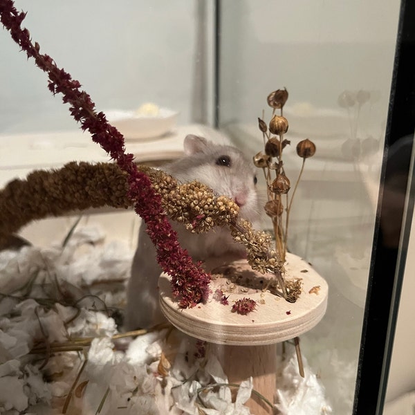 Hamster Stairs, Staircase, Ladder, Bridge, in Natural Wood (hamster ...