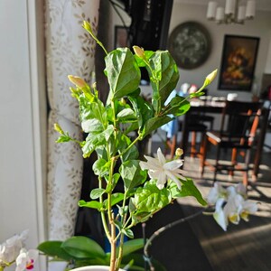 Epiphyllum Medora,one Live Plant in Pot ,hard to Find. - Etsy Canada