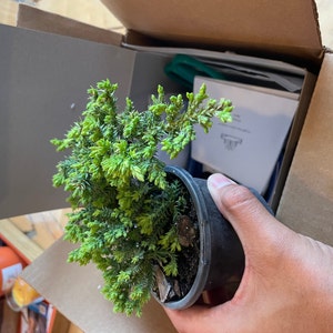 Ceramic Humidity / Drip Tray for Bonsai Pot 8 Inch Tray - Etsy