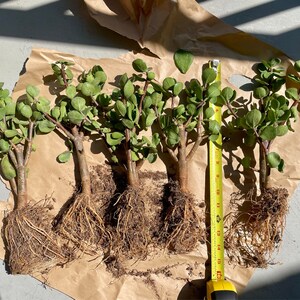 False Ocotillo 2 Plants Fully Rooted Procera Drought - Etsy