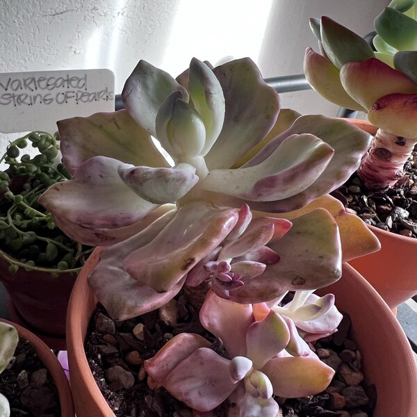 Graptoveria Gypsy Variegated,succulent Plant,succulent Gifts - Etsy