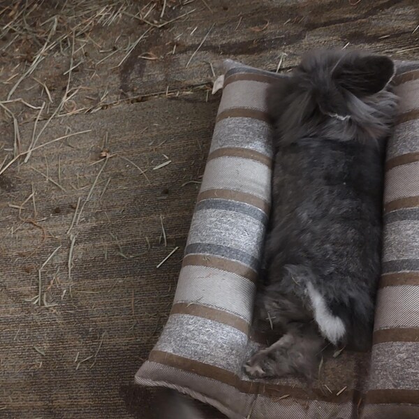 Discounted MYSTERY Classic Hop N' Flop® | Snuggle Burrow Flop Bed for ...