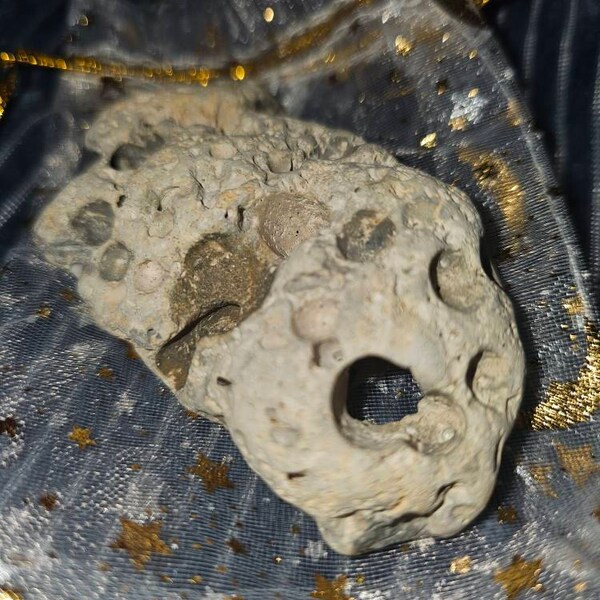 Coquina Shell Butterfly Necklace, Shell Necklace, Butterfly Necklace ...