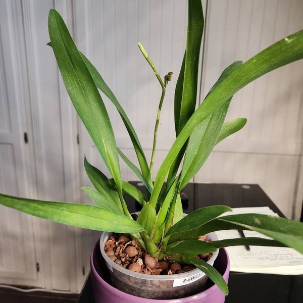 Dendrobium Dawn Maree X Peng Seng Not in Bloom - Etsy