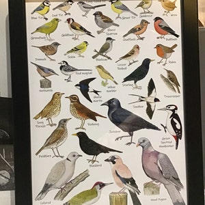 British Garden Birds A4 Identification Chart, Wildlife Card, Bird ...