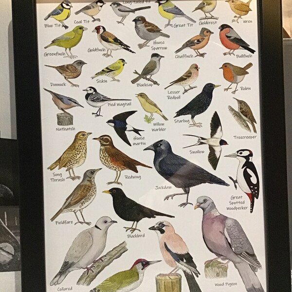 British Garden Birds A4 Identification Chart, Wildlife Card, Bird ...
