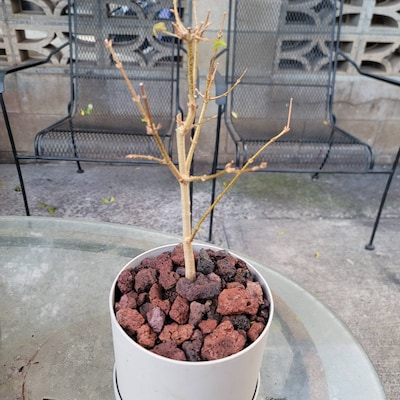 Dwarf Trident Maple Outdoor Bonsai Tree - Etsy
