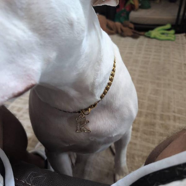 Custom Dog Chain Collar, Cuban Link Dog Chain,jewellry for Dog,dog ...