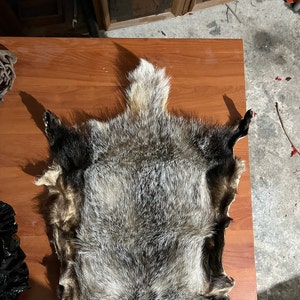 Real Giant European Wild Boar Skin Hooves Hide Pelt Area Rug - Etsy