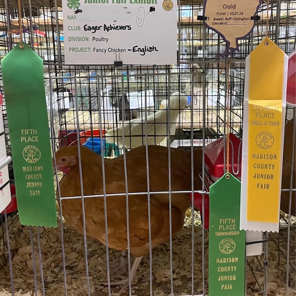 Chicken Cage Tag: 5" Pen Stall Name Plate for Poultry Shows - Etsy