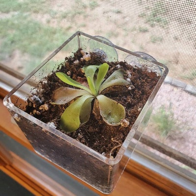 Window Planter Suction Cup 3 Inch Cube Style Planter That Attaches to ...