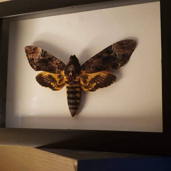 Acherontia Lachesis Silence of the Lambs Death's Head Moth Philippines ...