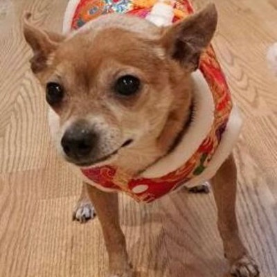 Dog Halloween Costume Inspired From White Rabbit Alice in Wonderland ...