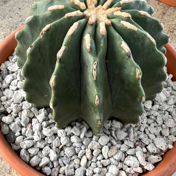 Rare Ferocactus Glaucescens Inermis Cactus, Spineless Live Plant (3 ...