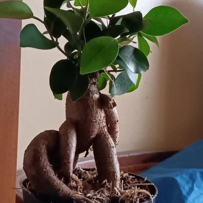 LIVE 6 Pot Ivy Plant, Hedera Helix, Plant Gift for Home, Dad Christmas ...