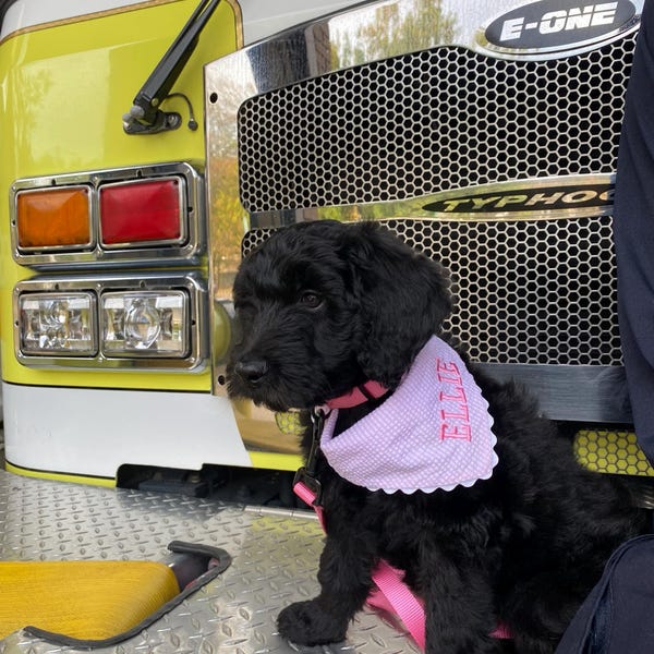 Pink Seersucker Bandana With Snaps Bandana for Dog Custom Bandana ...