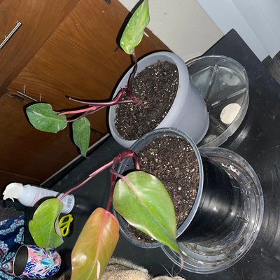 Philodendron Pink Princess Starter Plant starter Plants Require You to ...