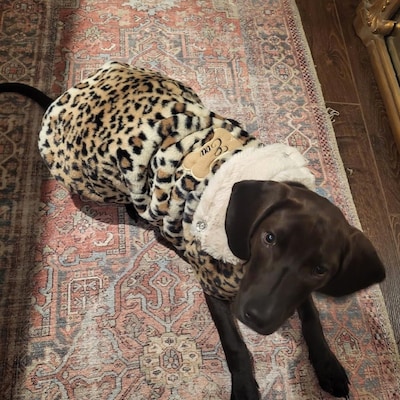Handmade Luxurious Personalized Bone Fur Coat for Dogs With Tailoring ...