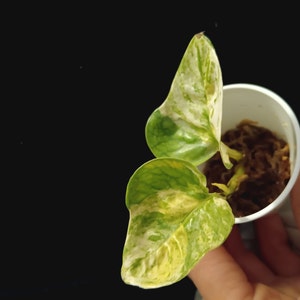 Epipremnum Aureum Carnival Teruno Series Pothos Fully Rooted Plant - Etsy
