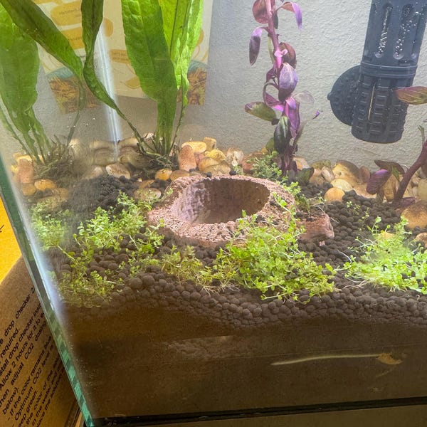 Finnex Stingray Original LED Light Riser, Attractive Stable Elevated ...