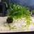 Subwassertang pellia Moss Rare Aquatic Moss Live Aquarium Freshwater ...