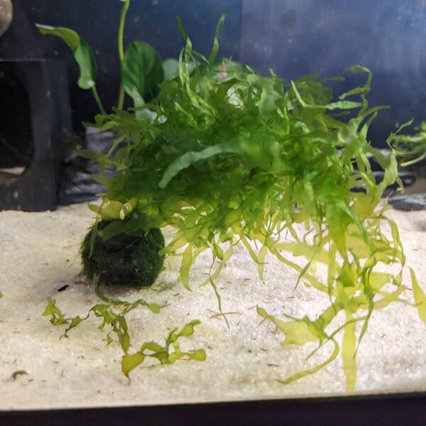 Subwassertang -pellia Moss Rare Aquatic Moss Live Aquarium Freshwater ...