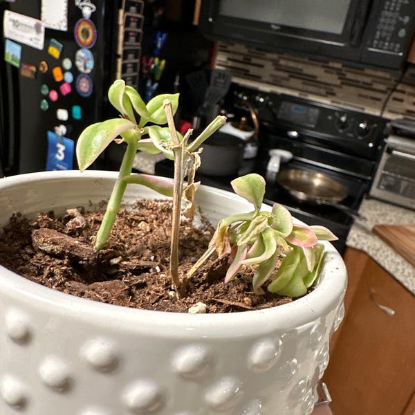 Variegated Baby Sun Rose, Ice Plant, Pink Succulent, Rare Plant in 2 ...