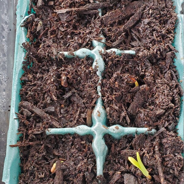 Baobab Tree- 5 Seeds -rare Seed for Tropical Growers -adansonia ...