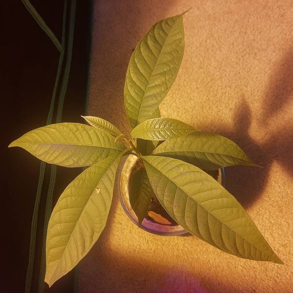 Veralu Ceylon Olive Tree Seedling elaeocarpus Serratus - Etsy