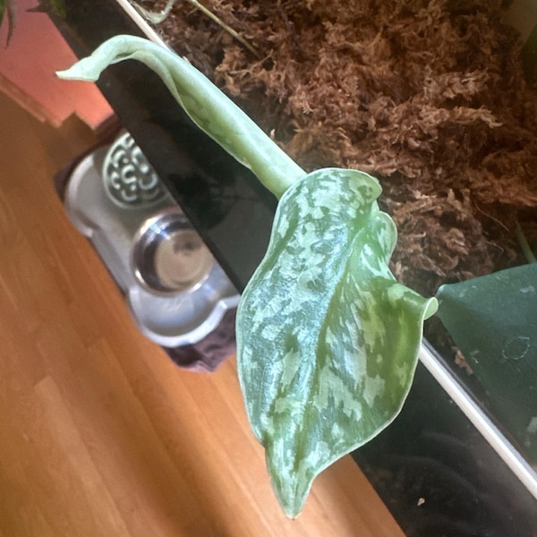 Silver Lady Scindapsus Pictus | Silver Satin Pothos | LIVE House Plant ...