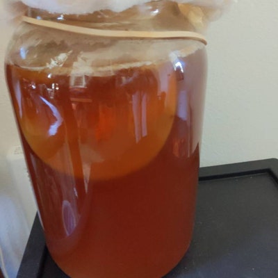 Kombucha Home Brew Deluxe SCOBY Kit Kombucha Pellicle - Etsy