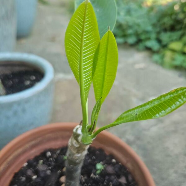 Anthurium Pink Emma - Etsy