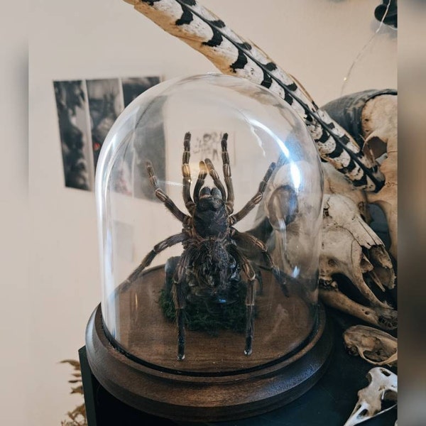 Tarantula Vs Scorpion in a Dome Home Decor Real Taxidermy Art Home ...