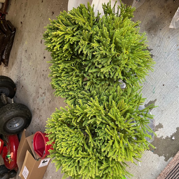 Dwarf Japanese Cedar | Cryptomeria Globosa | Available 3 Different ...