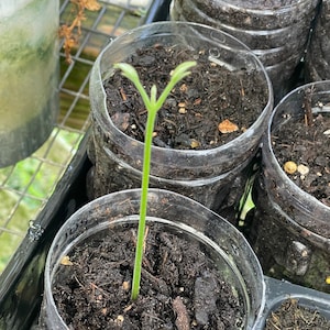 Noni Seeds - Etsy