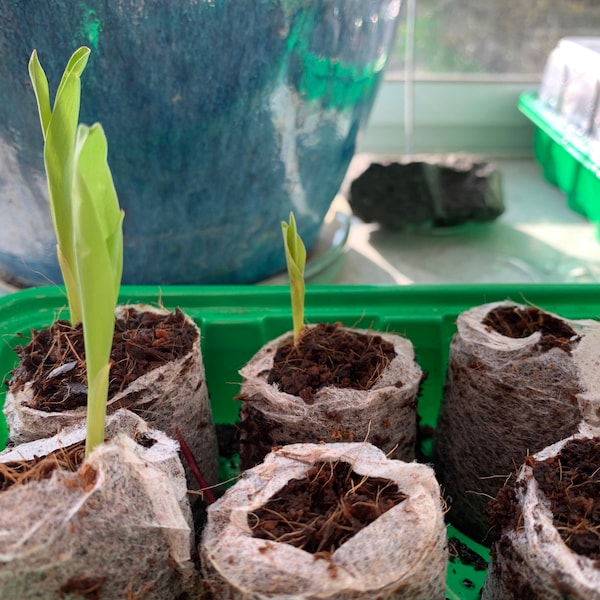 Baby Blue Jade Corn, 20 Rare Seeds, Non GMO, Dwarf Heirloom, Miniature ...