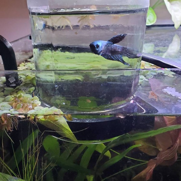 Justponics Mini Bell Siphon V3 (set of 2) - Etsy