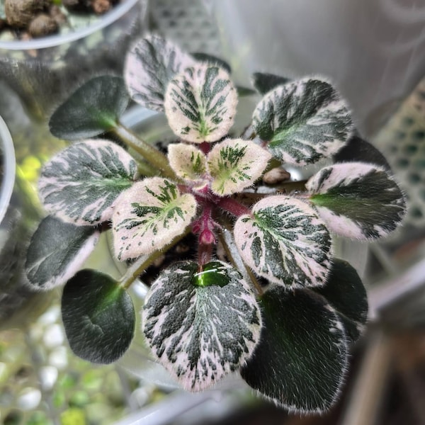 Very Rare 'leaf Chimera Rob's Lucky Penny' African Violet Miniature ...