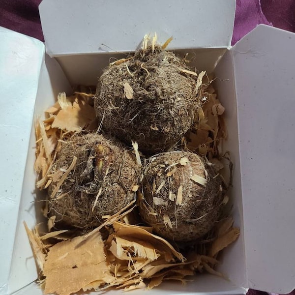 3 Organic Peruvian Ginger Rhizomes for Planting. Bulbs Will Arrive Pre ...
