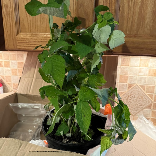 5 Mulberry Cuttings From a Live Plant. Mulberry Cuttings Bundle, Stick ...
