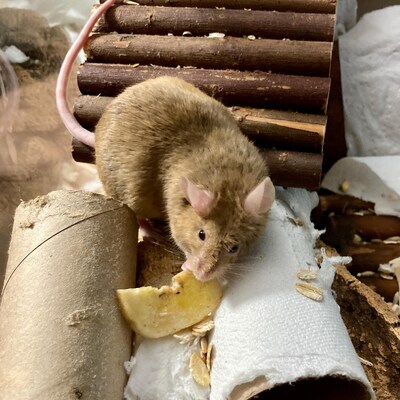 Rat Fall Breaker, Rat Fall Safe, Rat Cage Hammock, Rat Cage, fall ...